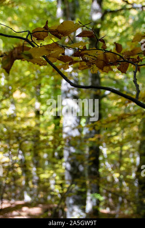 Beech woods of Abruzzo national park in autumn, Italy Stock Photo - Alamy