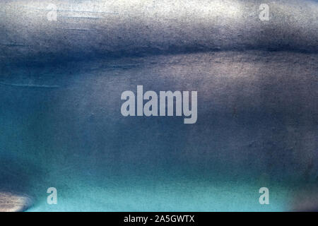 Shark leather texture background Stock Photo - Alamy