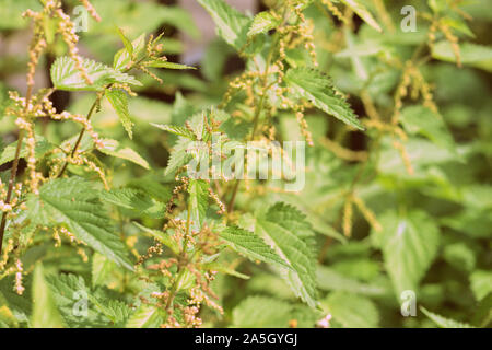 Nettle stalks in a summer garden close-up. Retro style toned Stock ...
