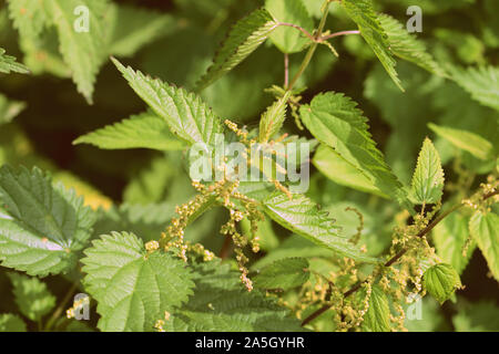 Nettle stalks in a summer garden close-up. Retro style toned Stock ...