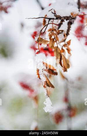 First snow on rowan tree leaf Stock Photo - Alamy
