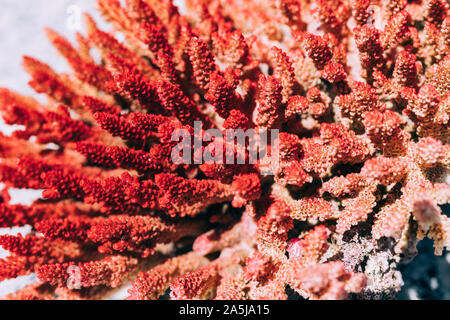 Selling Small coral blocks, beautiful texture, wonderful color, dead ...
