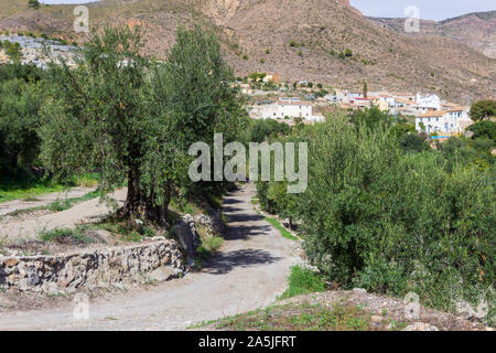 Olive trees Andalucia Spain Olea europaea Stock Photo - Alamy