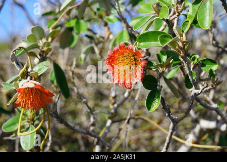 View of a Murchison rose flower (Diplolaena Mollis) in Kalbarri ...