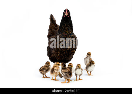Brown hen with small group of chicks on white background Stock Photo ...
