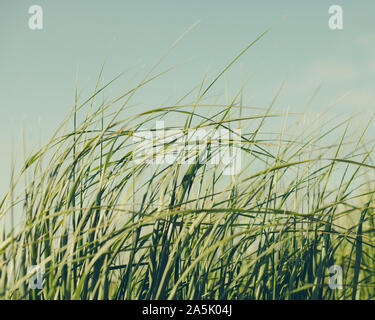 Landscape image of windswept dune grasses and weathered fence with ...