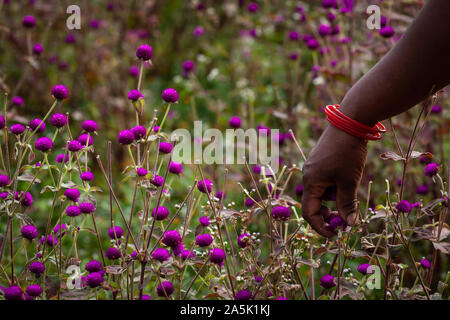 Bhaktapur, Nepal. 21st Oct, 2019. A woman picks globe amaranth ...