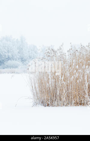 Winter scene, snowy reed bed, frozen lake, Finland Stock Photo - Alamy