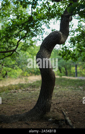 big tree from below Stock Photo - Alamy