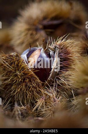 Nut shells on a sweet chestnut tree, Castanea sativa, AKA Spanish ...