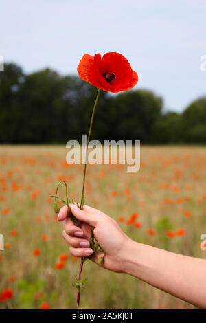 Human hand holding poppy flower Stock Photo - Alamy