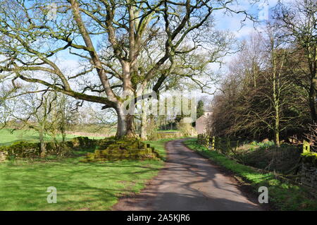 'Cross Tree', Great Ormside in Spring 2, Cumbria Stock Photo - Alamy