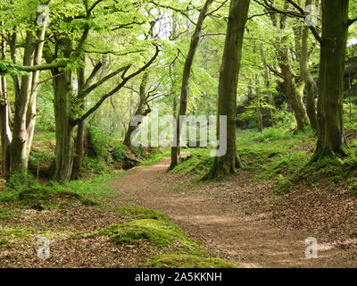 Woodland, Dufton Ghyll, Eden Valley, Cumbria Stock Photo - Alamy