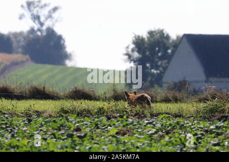 Fox lurking in a field in the countryside in Poland Stock Photo - Alamy