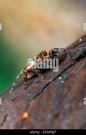 macro-photo of a jumping spider (photo taken in a nature reserve in ...