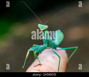 Close up photo of a Green praying mantis. Preying mantis after the rain ...