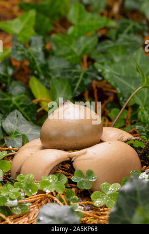 Collared earthstar fungus (Geastrum triplex) Growing on a moss covered ...