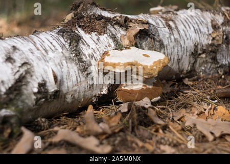 Big Tree Fungus On A Birch Trunk Stock Photo - Alamy
