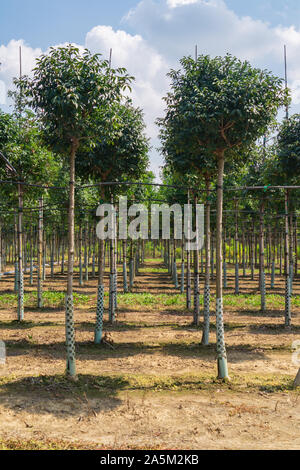 Acacia tree seedlings growing in plantation nursery facility ...