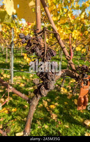 Rot Of A Vine Leaves And A Dry Grapes In Hands Close Up Protection Of