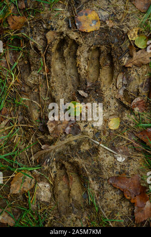 Fallow deer tracks Stock Photo - Alamy