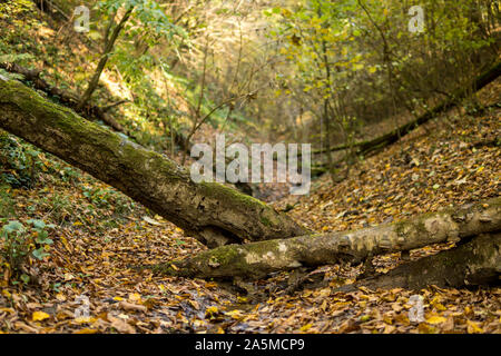 bottom of a gully landform formed in loess rock with fallen trees ...