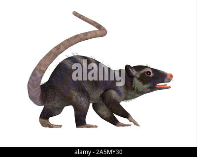 Purgatorius was a proto-primate that lived in Montana, North America ...