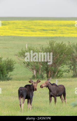 Prairie Moose Canada Alberta cow and calf yearling Stock Photo - Alamy