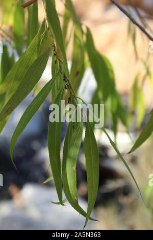 Commonly as Gooddings Willow, taxonomically as Salix Gooddingii, one of ...