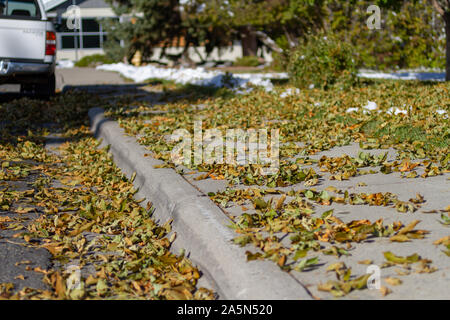 Yellow leaves lie in green grass with snow on sunny day. Background ...