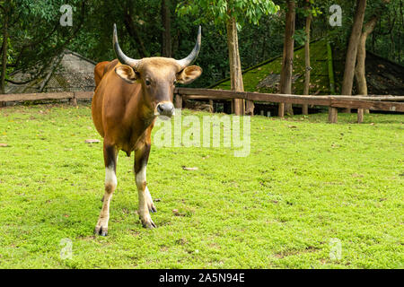Banteng (Bos javanicus), male at forest edge, Thailand, Huai Kha Khaeng ...