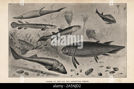 Evolution of Fishes, Illustration Stock Photo - Alamy
