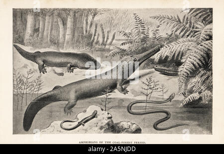 Extinct amphibians: Actinodon, Keraterpeton galvani, Archegosaurus ...