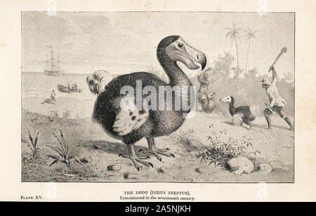 The Dodo Victorian illustration of the flightless bird didus ineptus ...