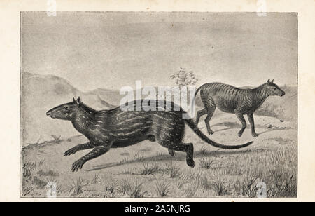 Reconstruction of Phenacodus primaevus and Hyracotherium leporinum ...