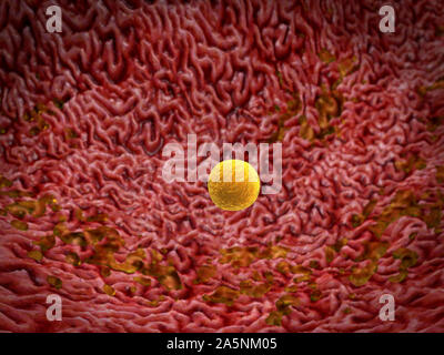 inside stomach, stomach, stomach surface, inside the intestines Stock ...