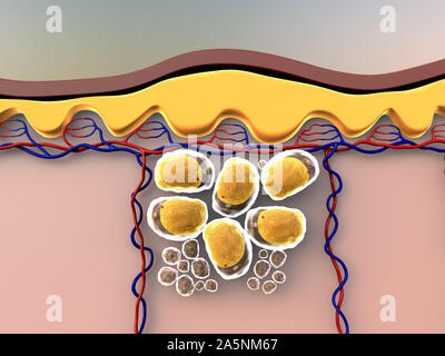 subcutaneous fat, illustration of human leather anatomy, fat cells and ...