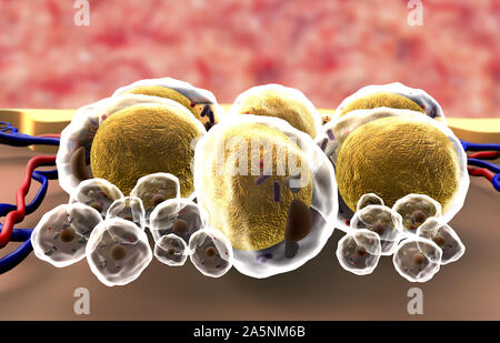 subcutaneous fat, illustration of human leather anatomy, fat cells and ...