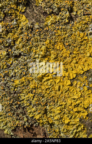 Leafy Xanthoria lichen, named from the Greek 'xanthos' meaning yellow ...