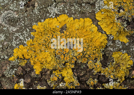 Leafy Xanthoria lichen, named from the Greek 'xanthos' meaning yellow ...