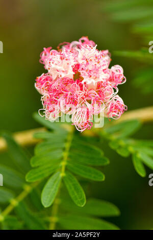 Pink powder puff flowers (Calliandra brevipes Stock Photo - Alamy