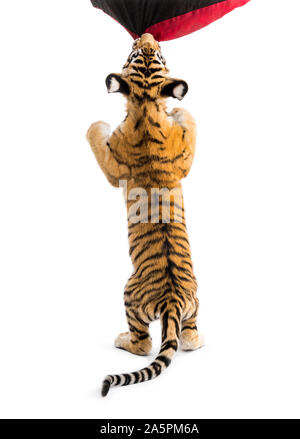 Tiger on hind legs, isolated on white Stock Photo - Alamy