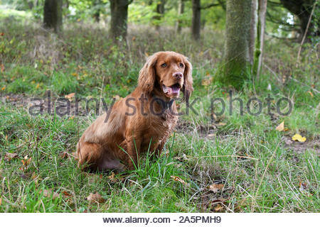 english cocker spaniel, golden Stock Photo: 133341631 - Alamy