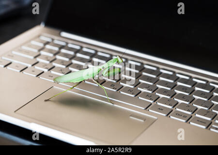 computer bugs on keyboard - concept of computer bug, computer virus ...