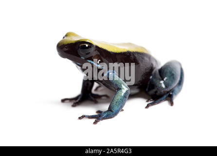 Blue-legged mantella, Mantella expectata, in front of white background ...