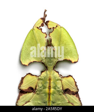 Top view of a Leaf-insect, Phyllium giganteum, isolated on white Stock ...