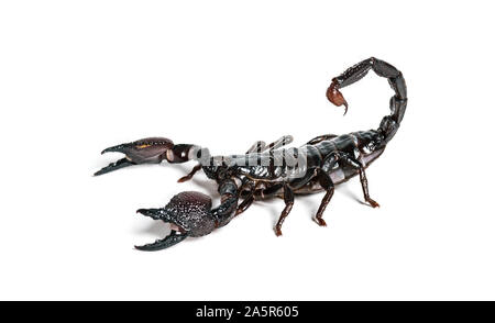 Emperor scorpion, Pandinus imperator, in front of white background ...