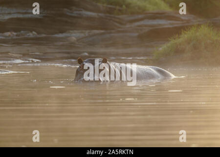 Hippo at sunrise on Olare Orok river, Masai Mara National Reserve ...