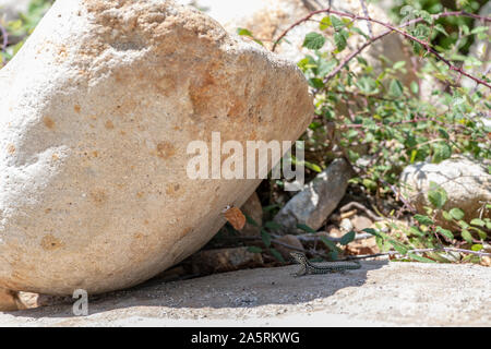 green lizard on a rock beside Travu river near Solenzara, Corsica ...