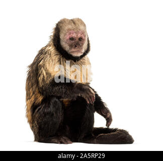 Yellow-breasted capuchin monkey sitting on a rock Stock Photo - Alamy